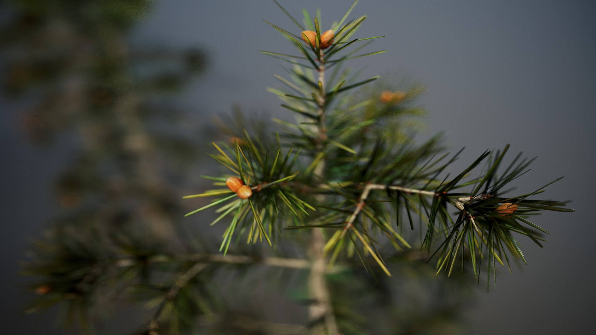 3D Model Spruce Sapling TurboSquid 2198258