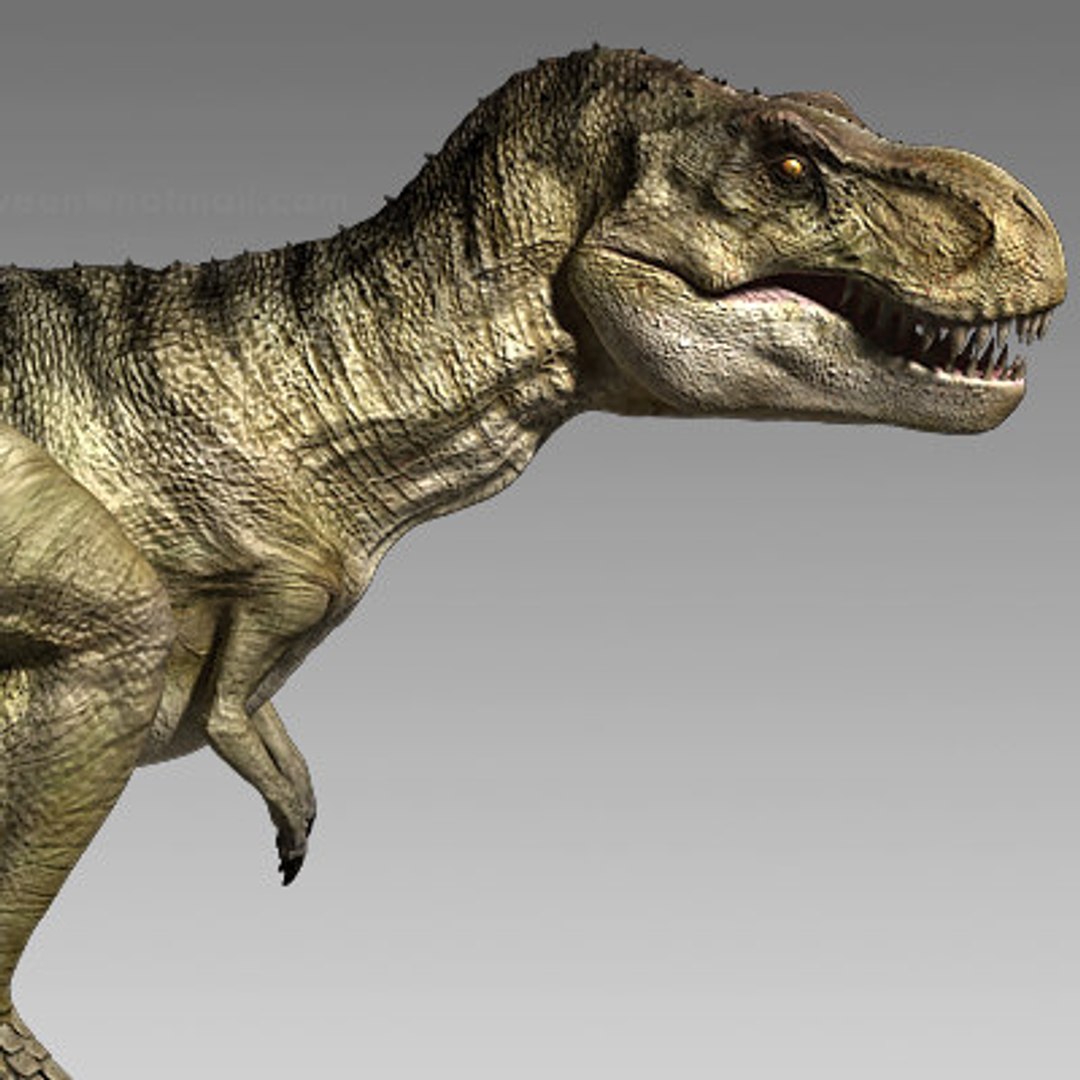 T-rex Modelled 3d Model