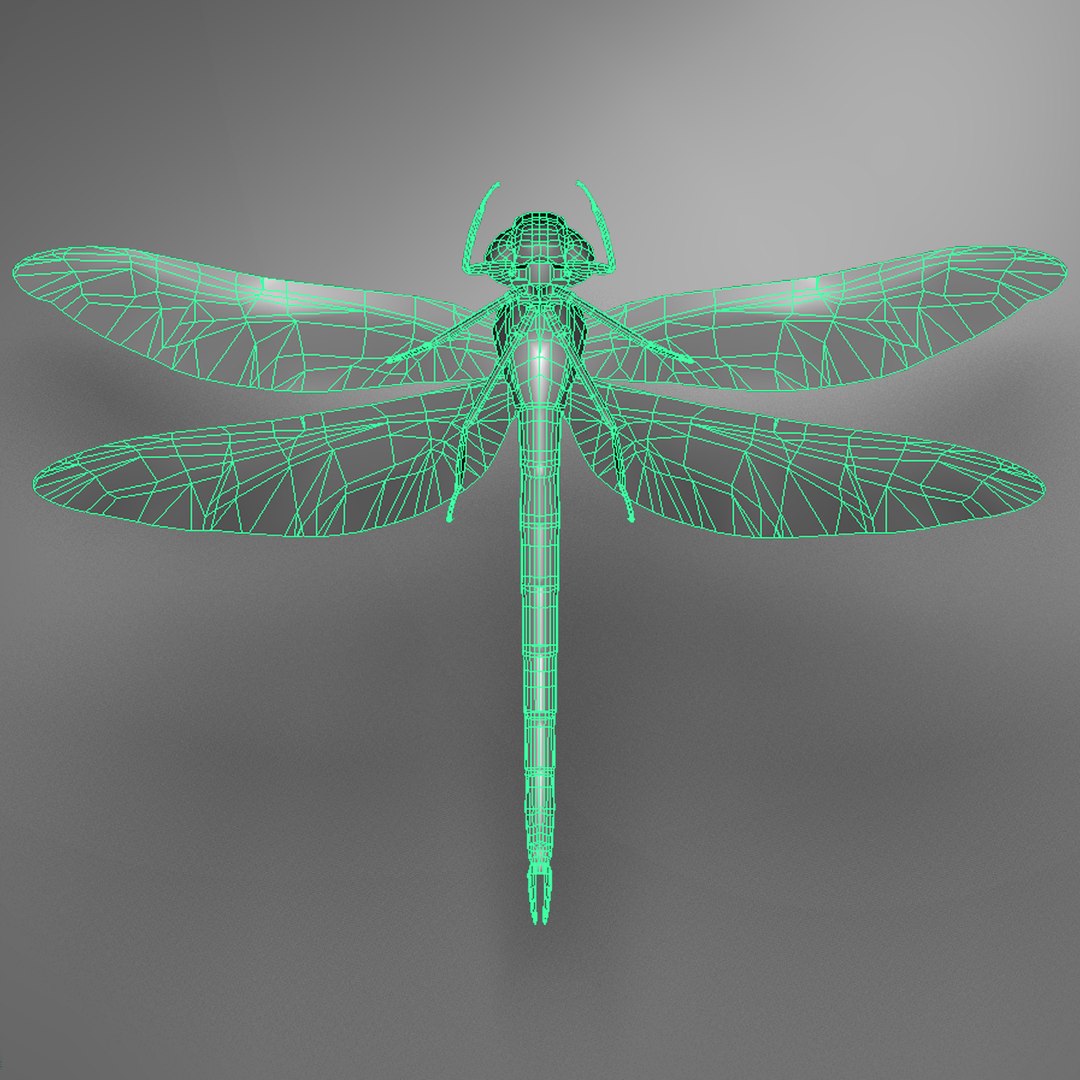 3D swamp dragon fly model - TurboSquid 1169277