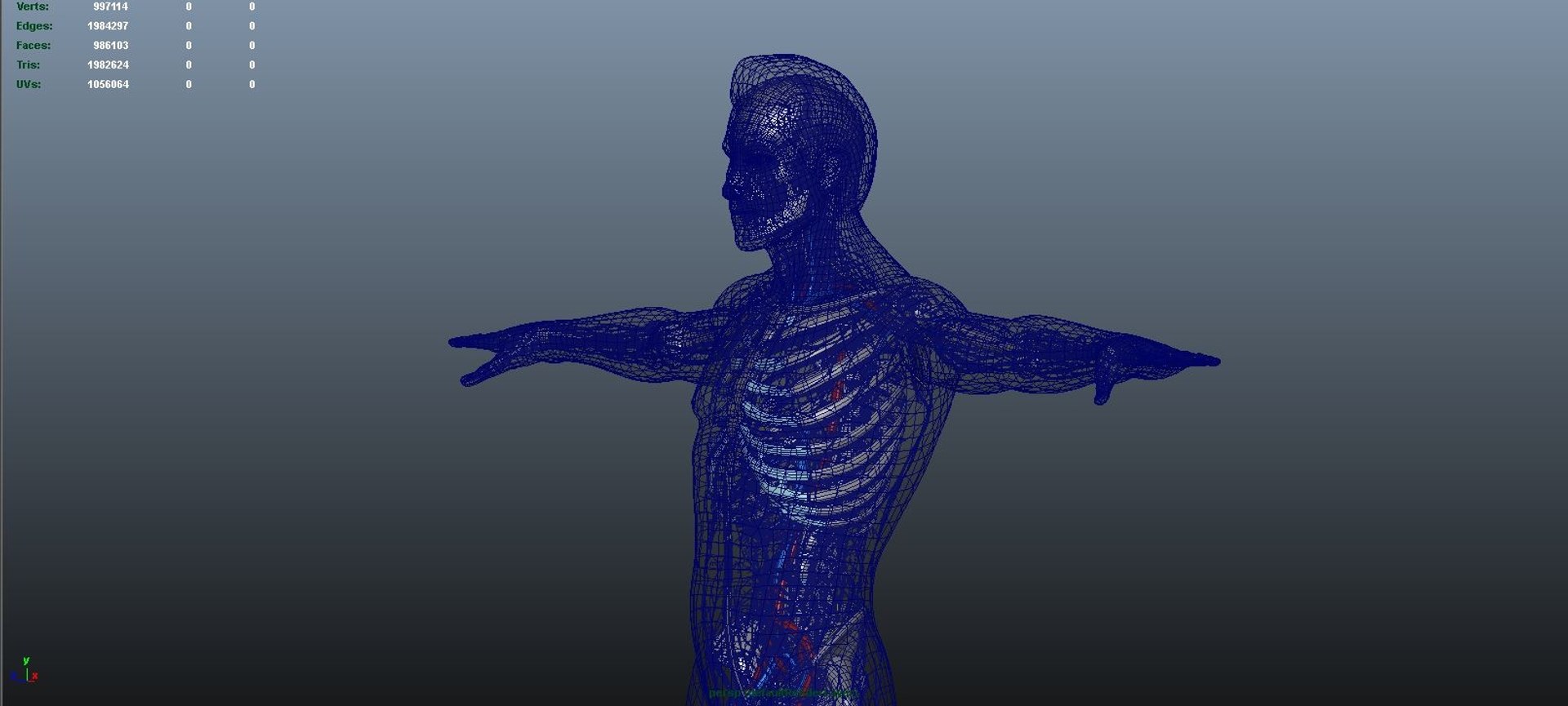 3D body skeleton arteries veins - TurboSquid 1306488