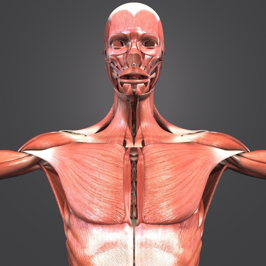 Body natural muscles 3D model - TurboSquid 1319737