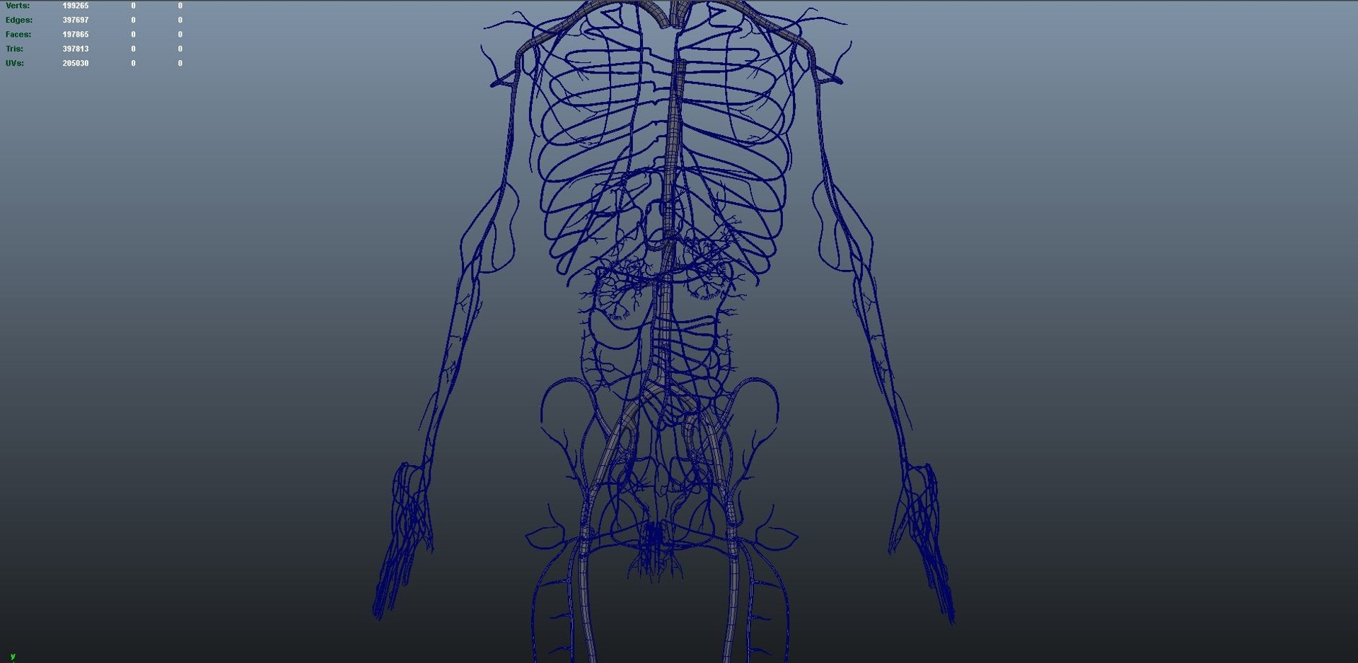 Body skeleton arteries veins 3D model - TurboSquid 1319799