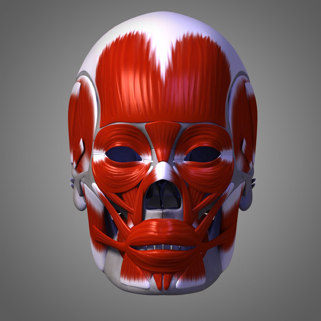3d Human Skull Facial Muscles