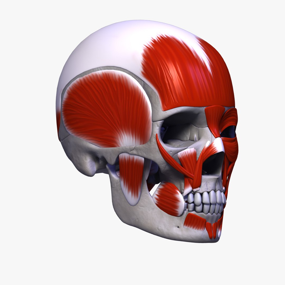 3d Human Skull Facial Muscles