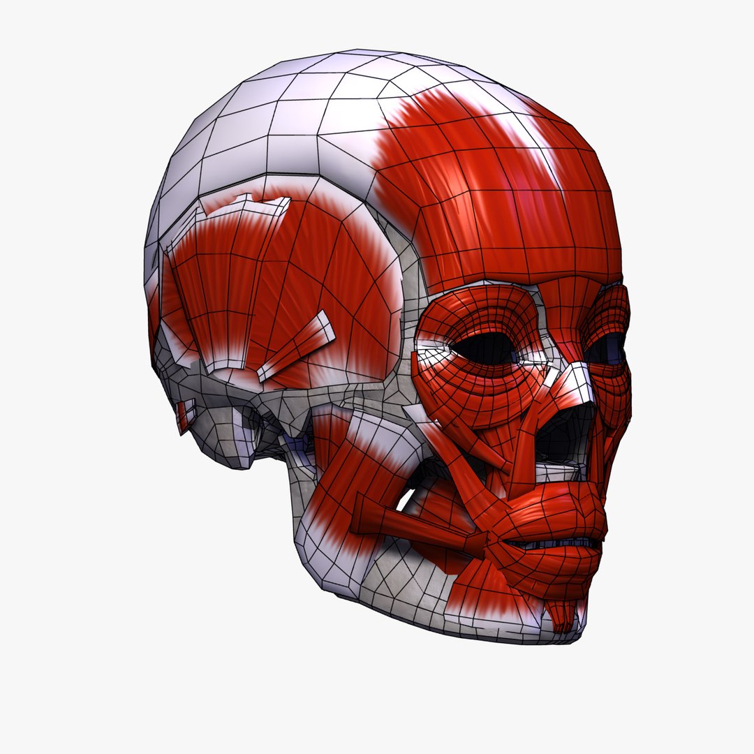 3d Human Skull Facial Muscles