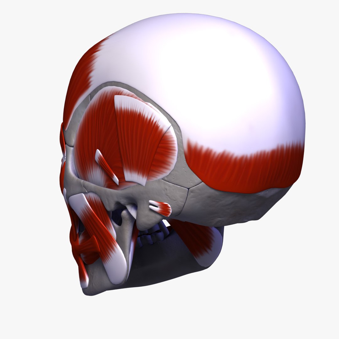 3d Human Skull Facial Muscles