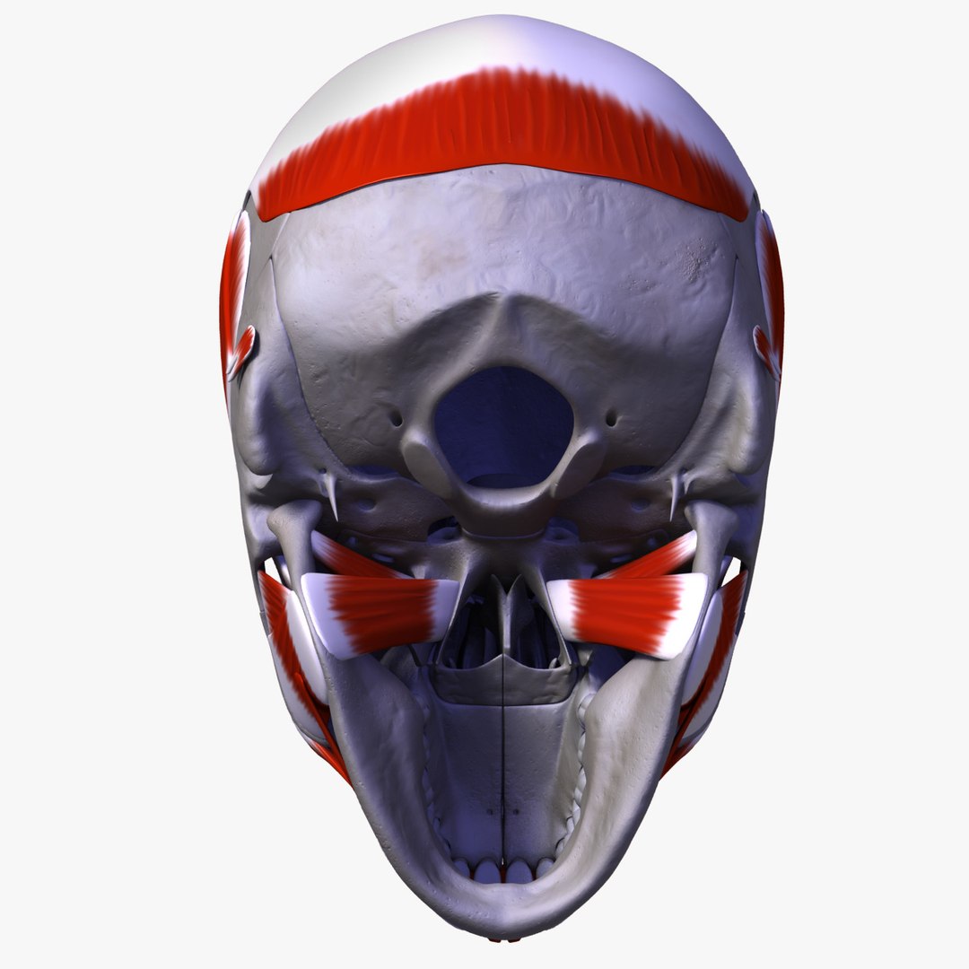 3d Human Skull Facial Muscles