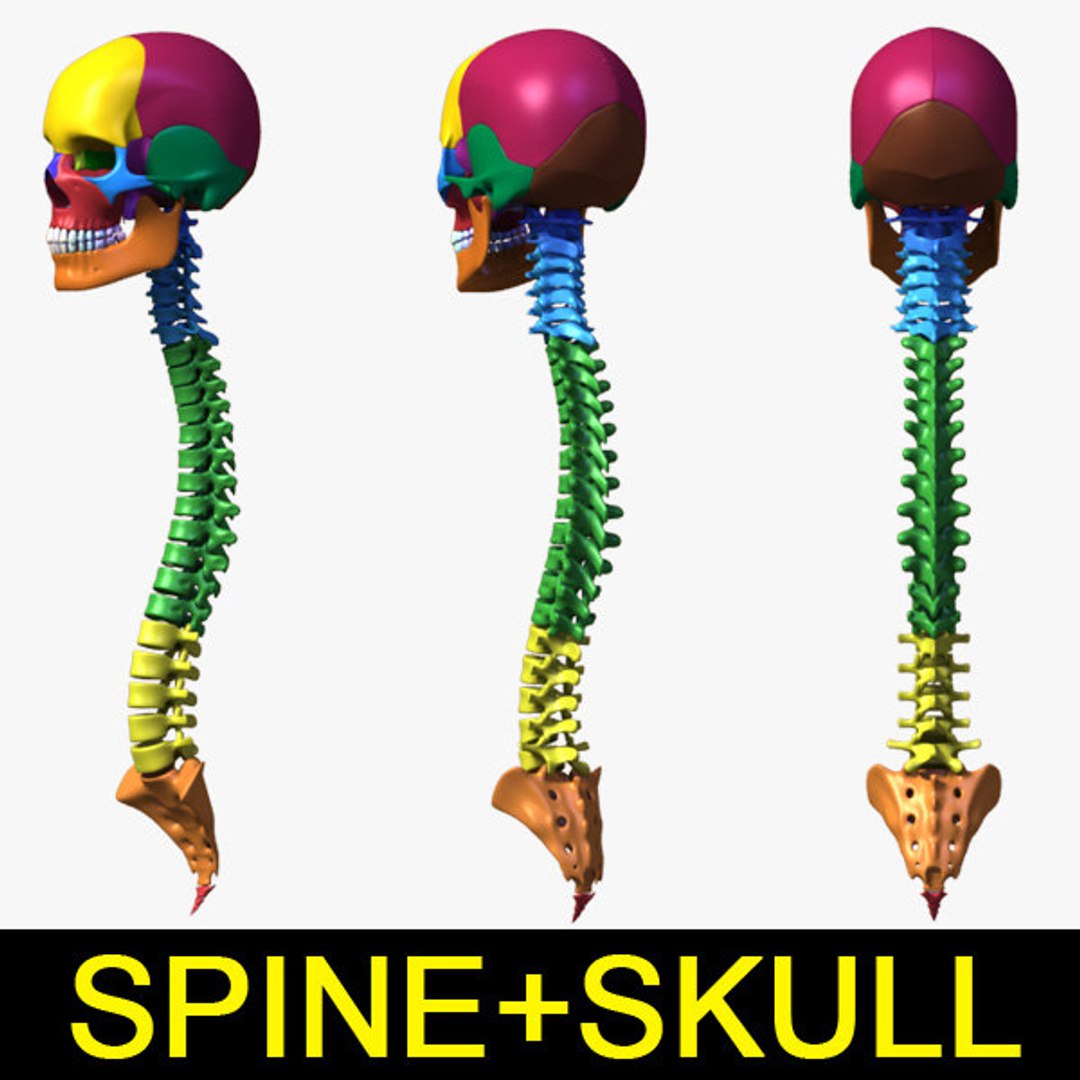 3d human vertebra skull separated