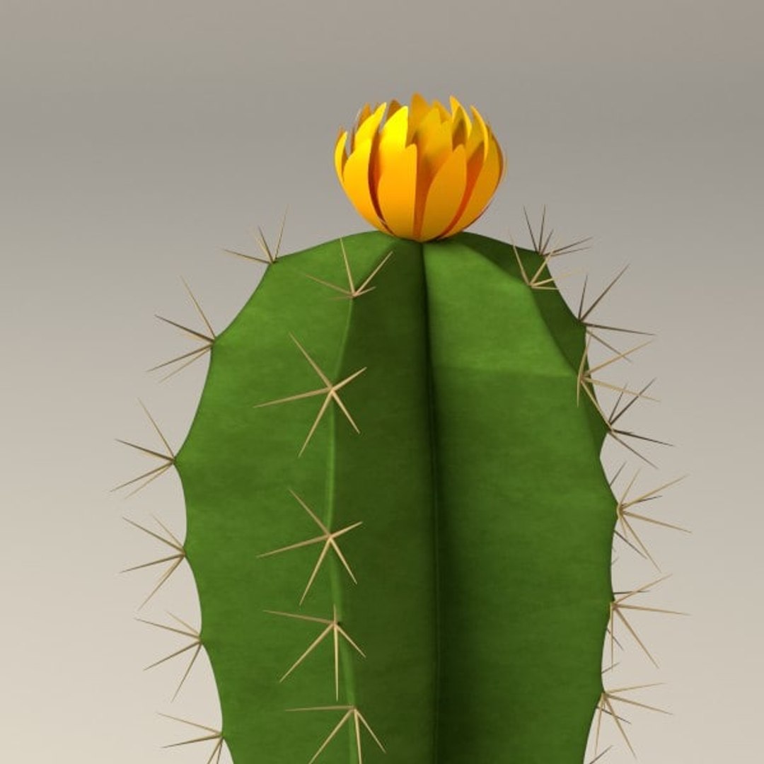 c4d cactuses suculents pots