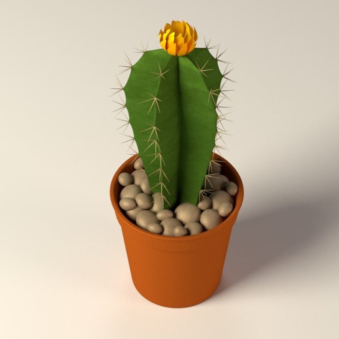 3d model cactus pot