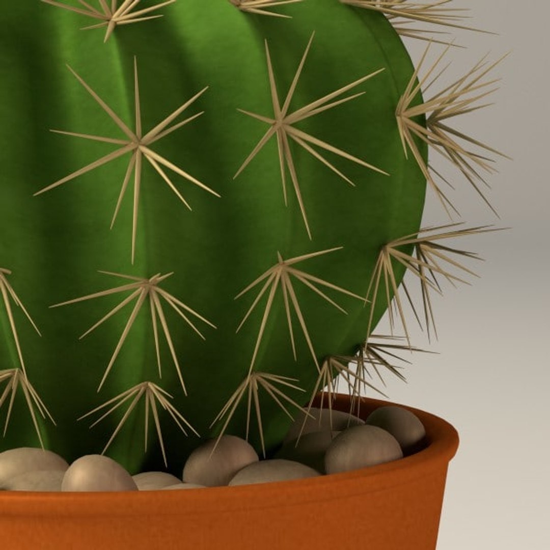 3d model cactus pot