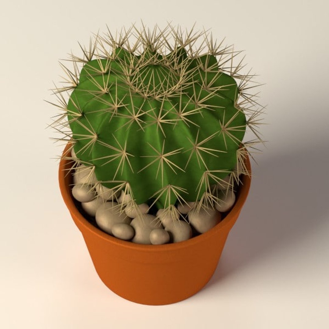 3d model cactus pot