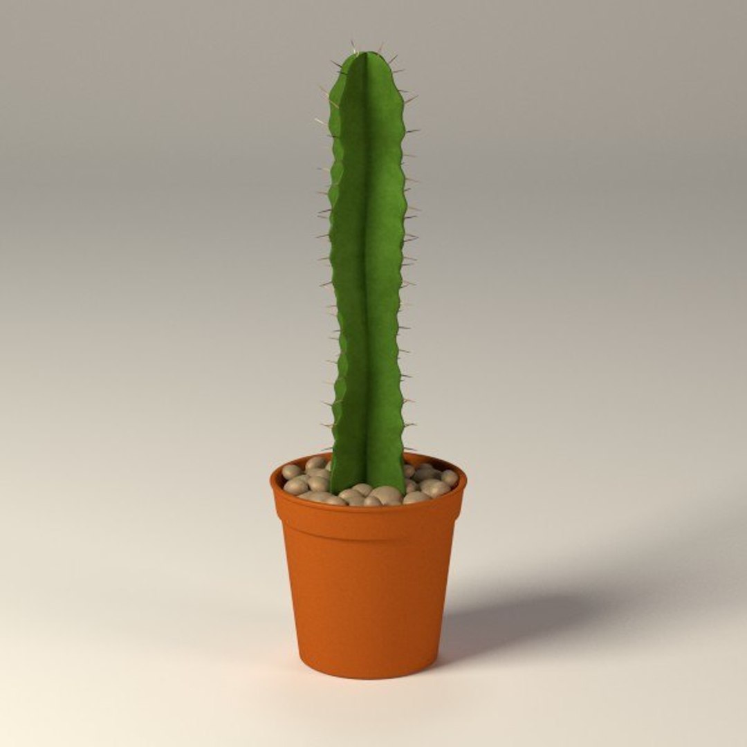 3d model cactus pot