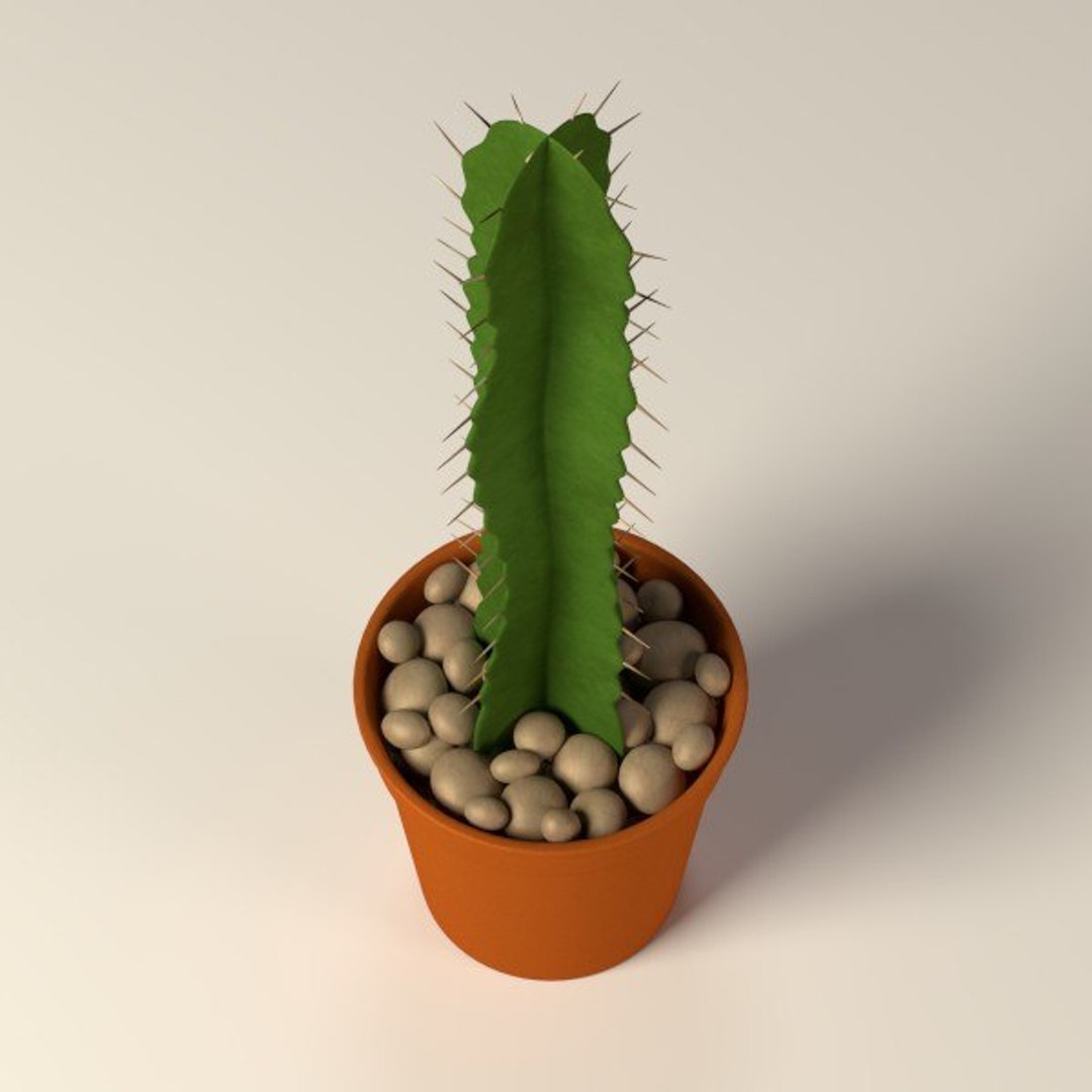 3d model cactus pot