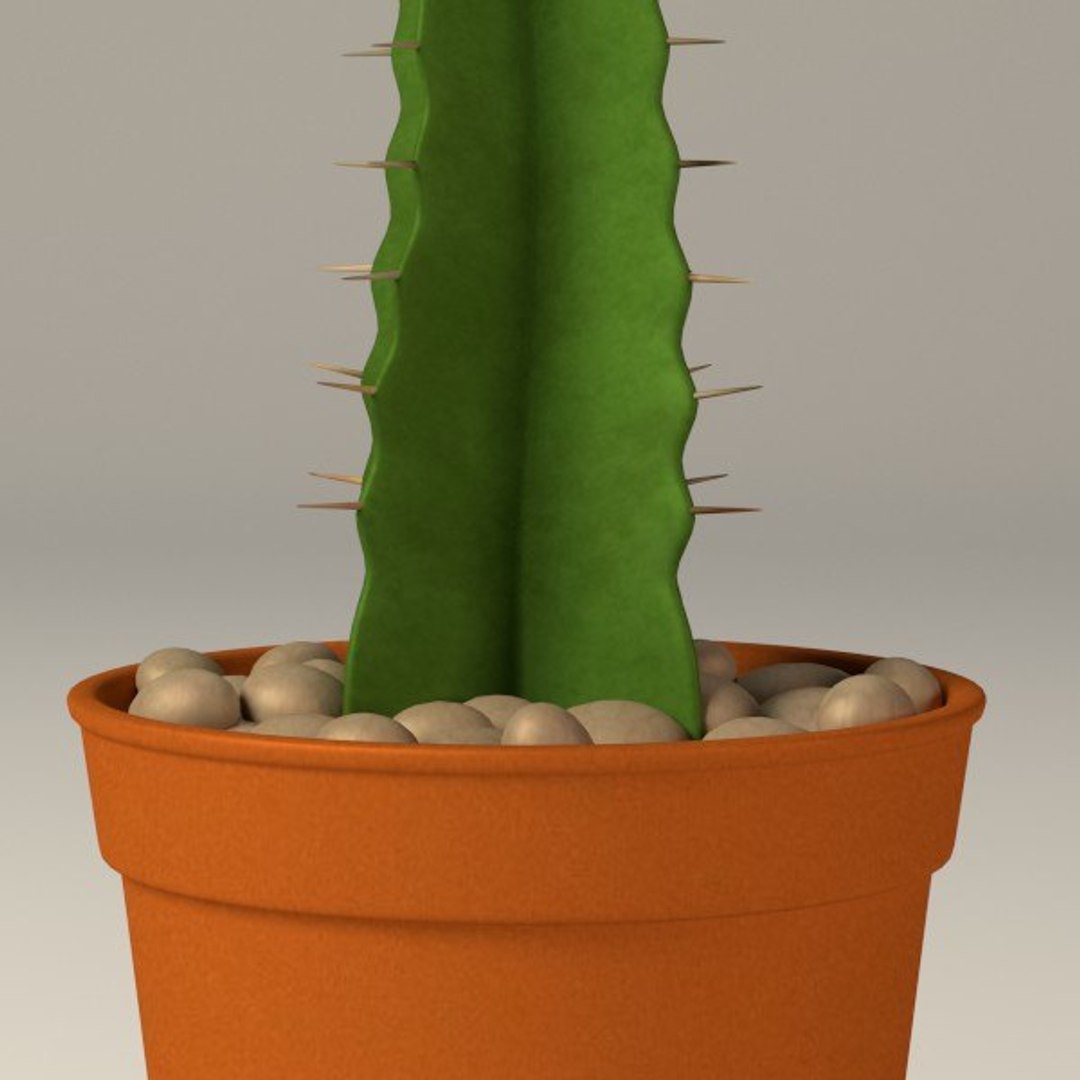 3d model cactus pot