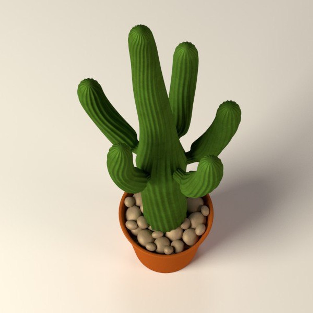 3d model cactus pot