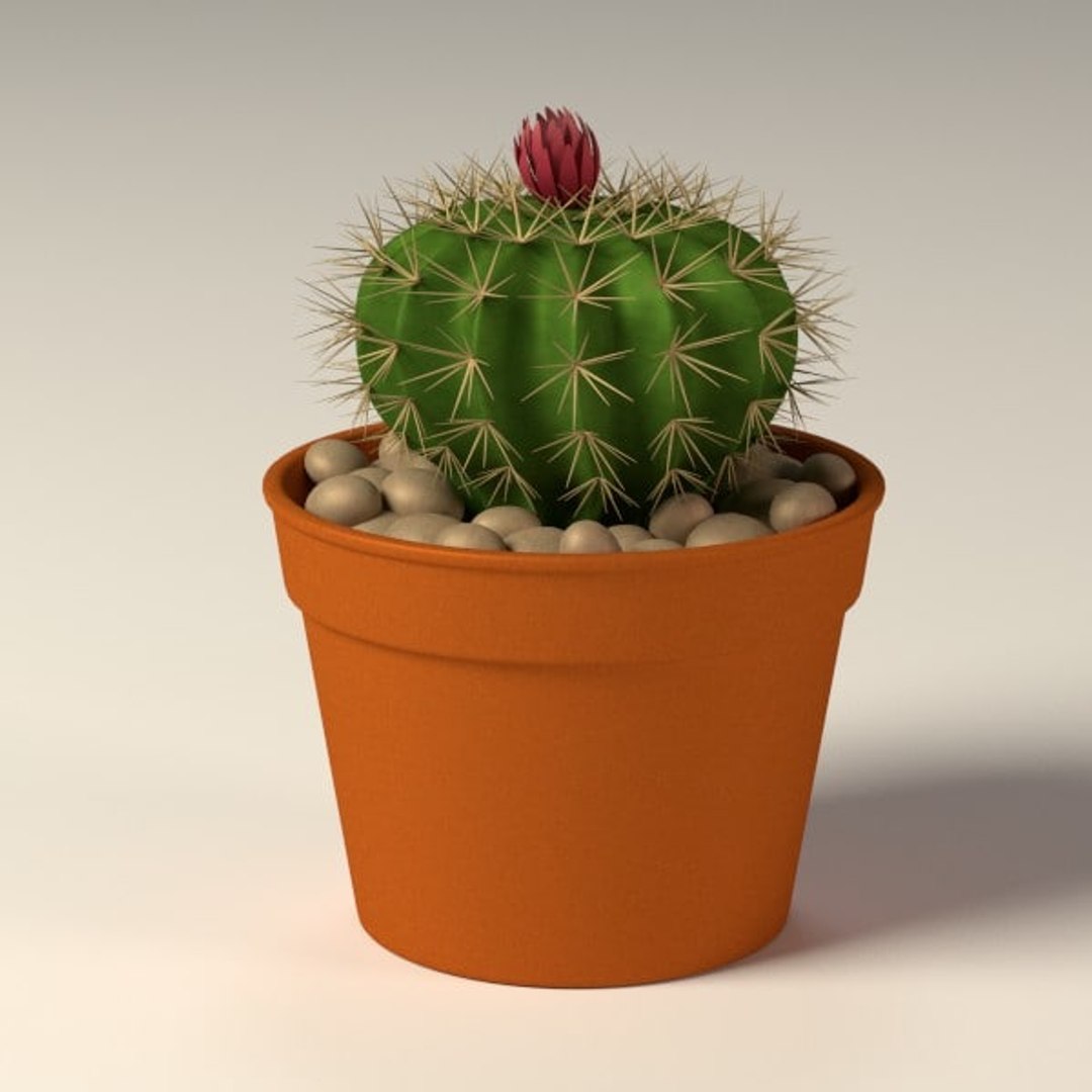 3d model cactus pot