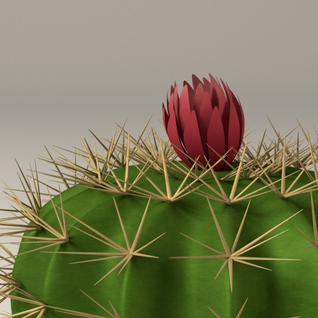 3d model cactus pot