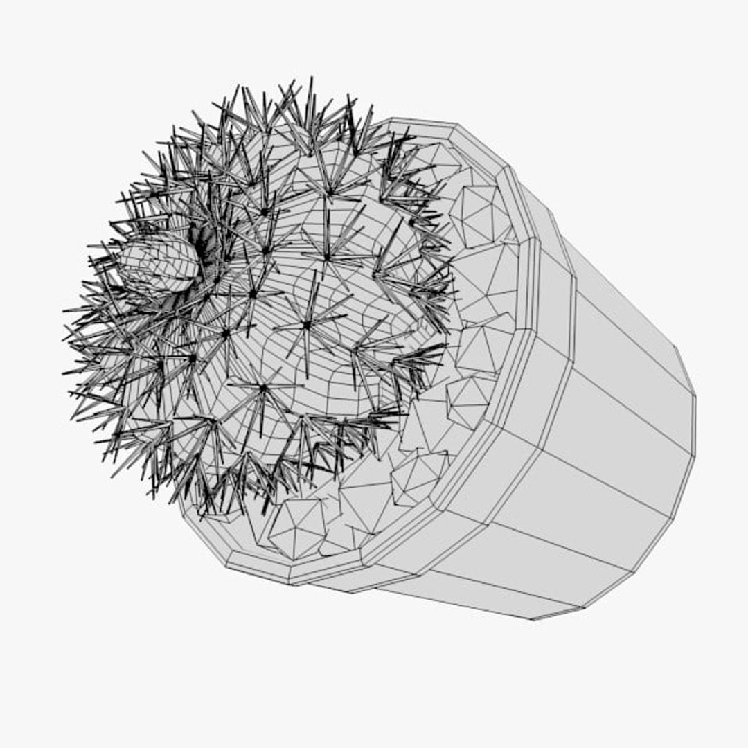 3d model cactus pot