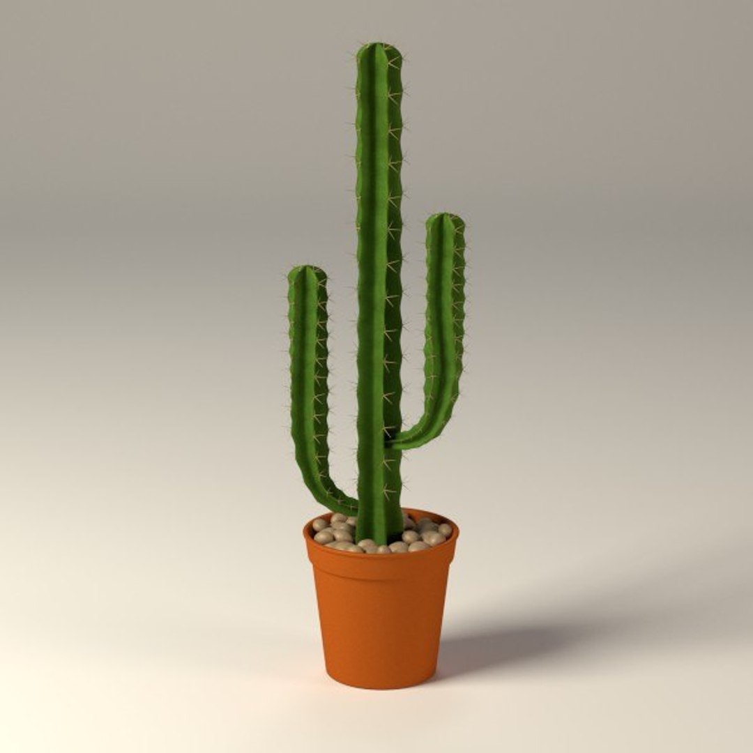 3d model cactus pot