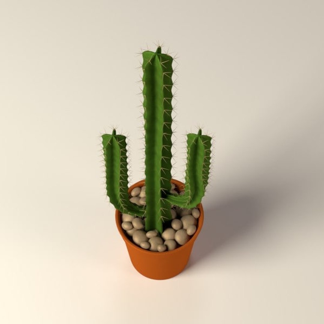 3d model cactus pot