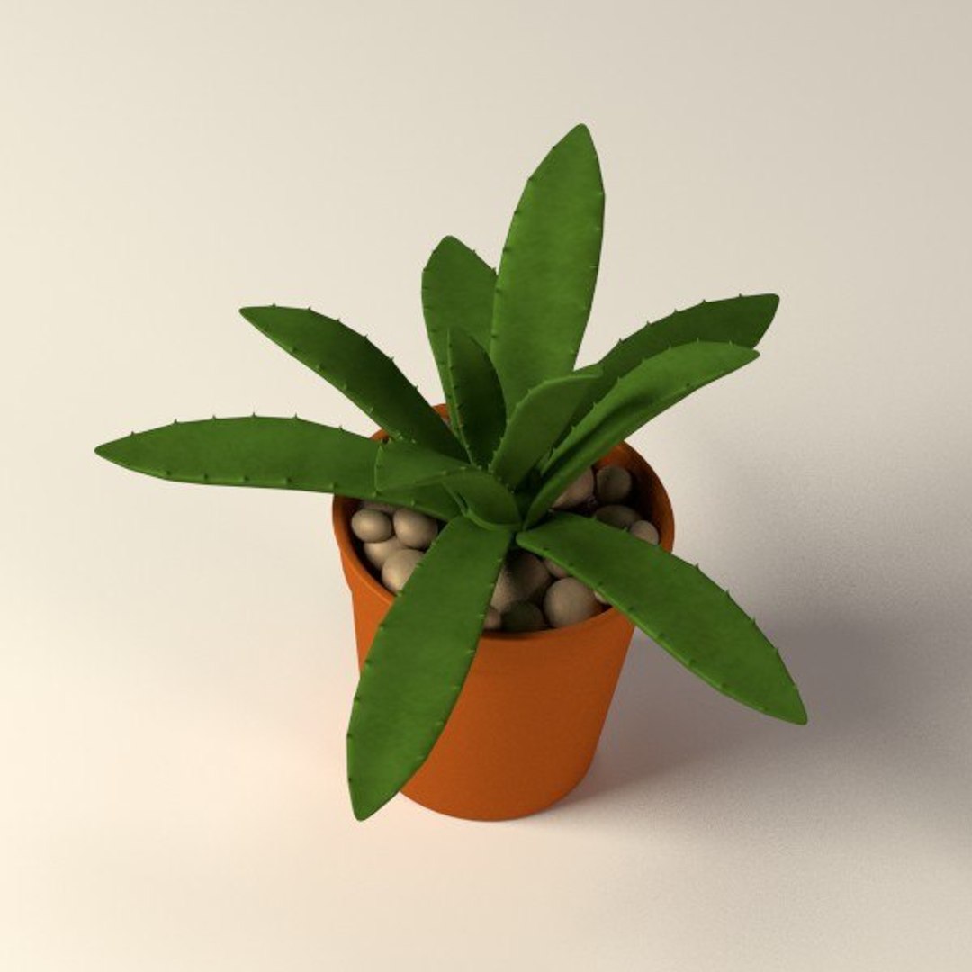 Suculent Pot 3d Model