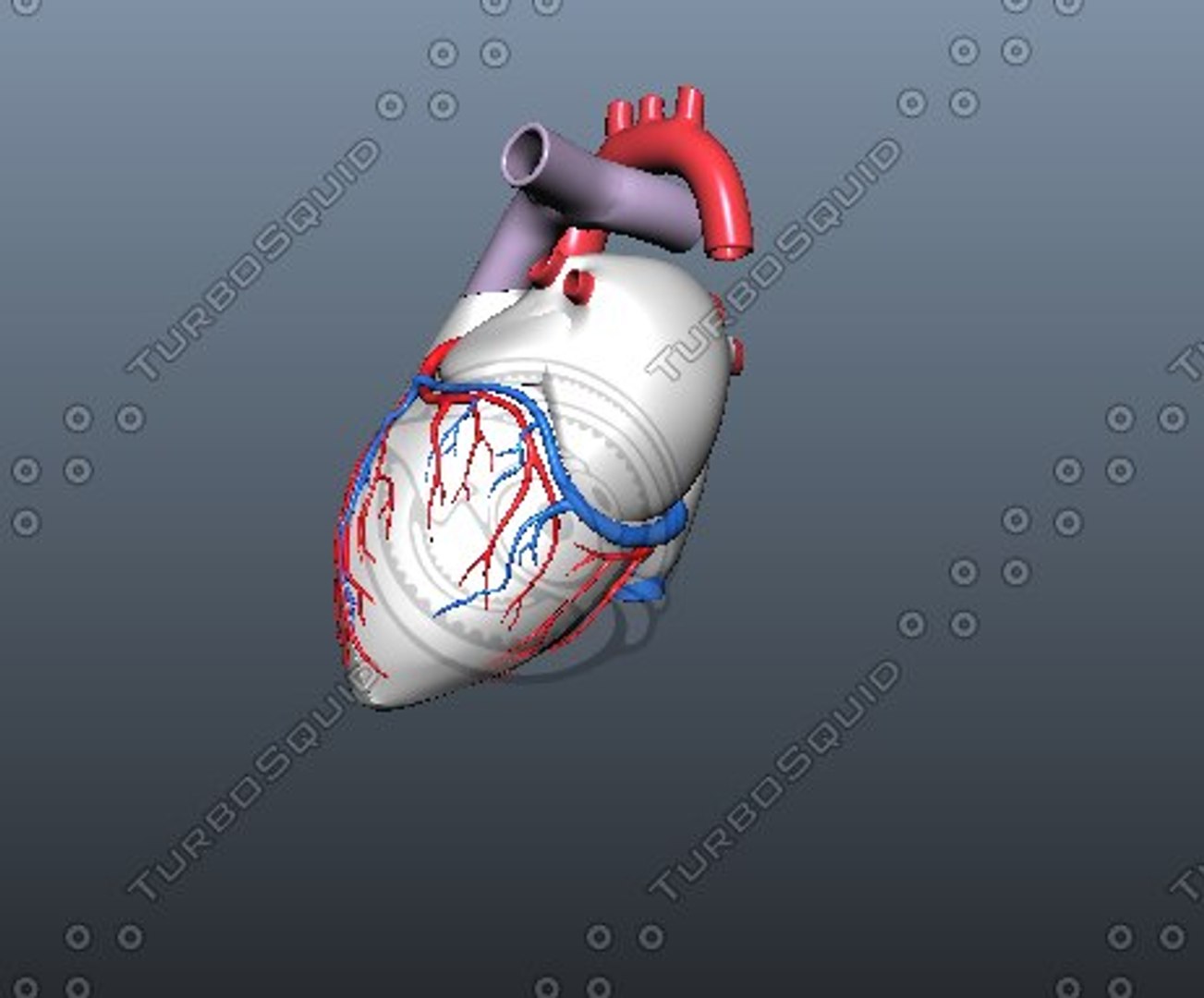 human heart 3d model