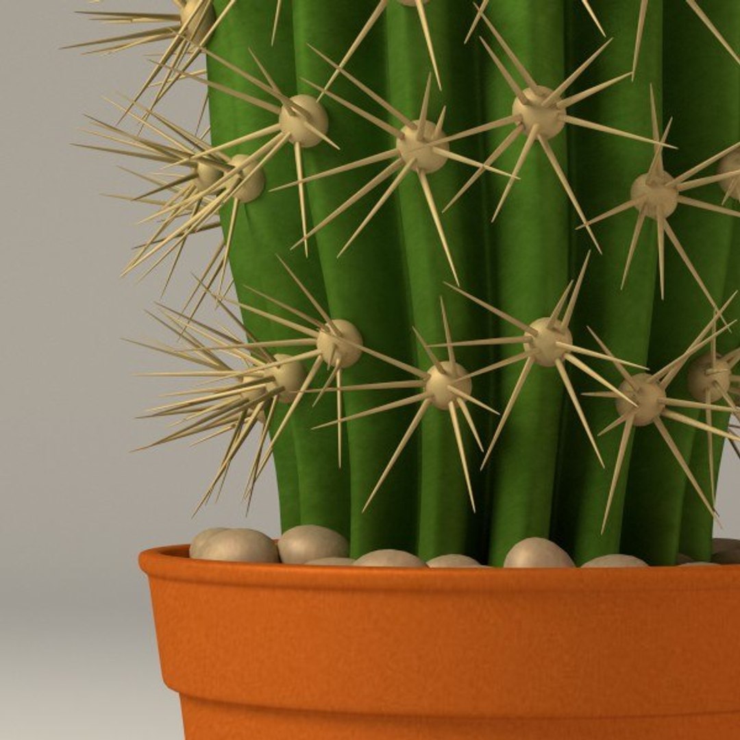 cactus pot 3d model