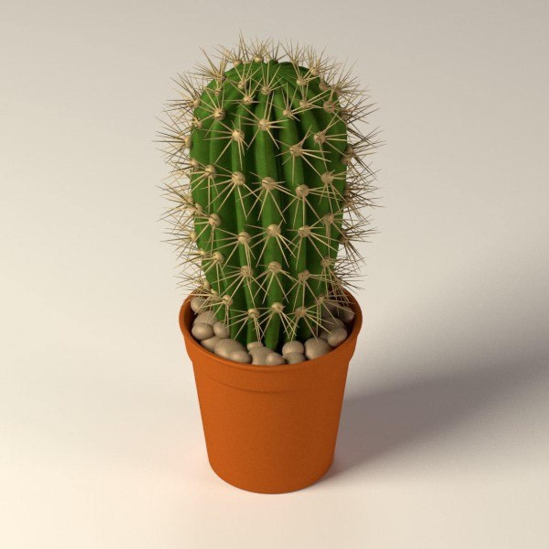 cactus pot 3d model