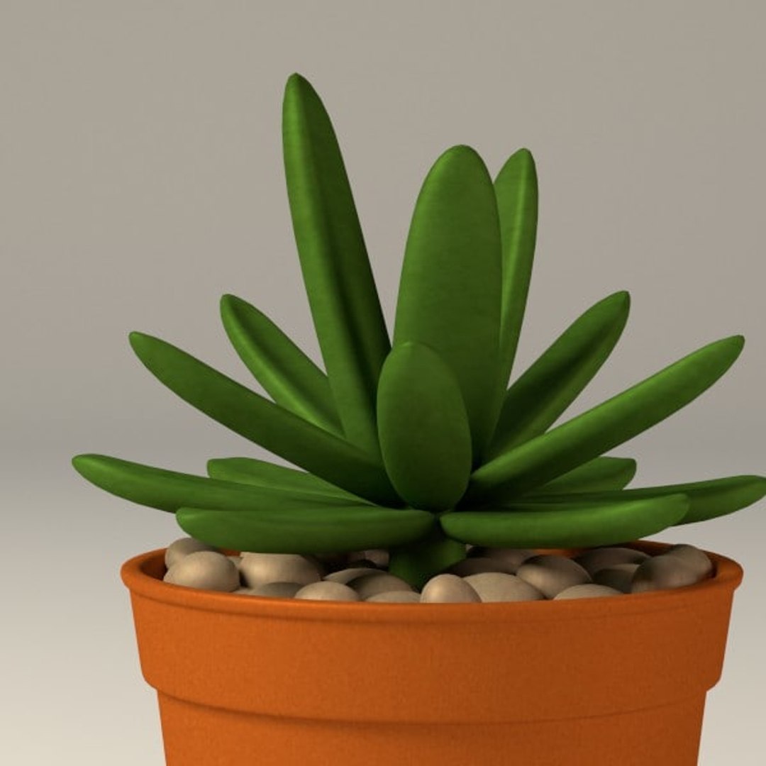 Suculent Plants 3d Model