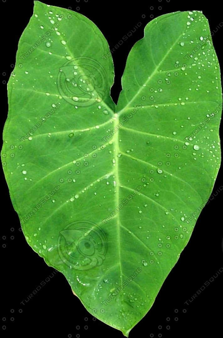 fat leaf.jpg - TurboSquid 112846