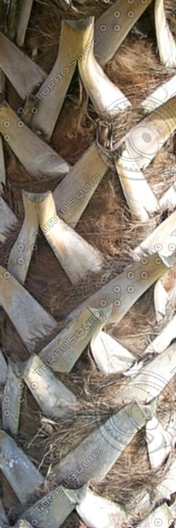 Palm Tree Trunk.jpg - TurboSquid 112850
