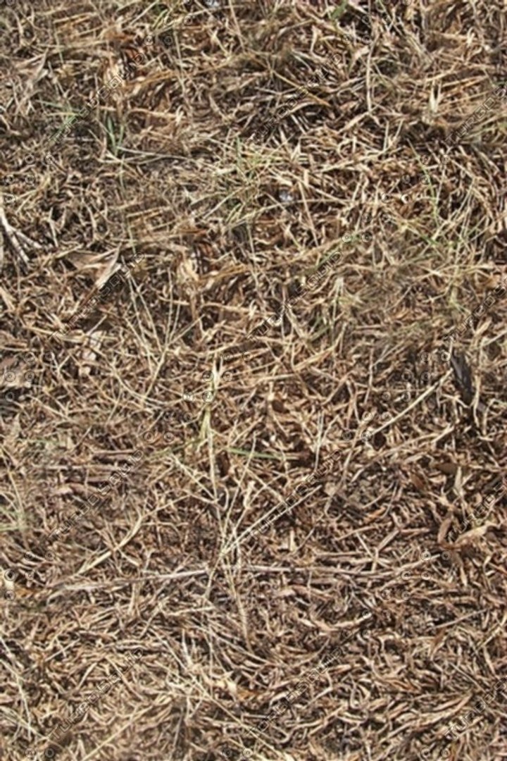 Dried Hay.jpg - TurboSquid 112855