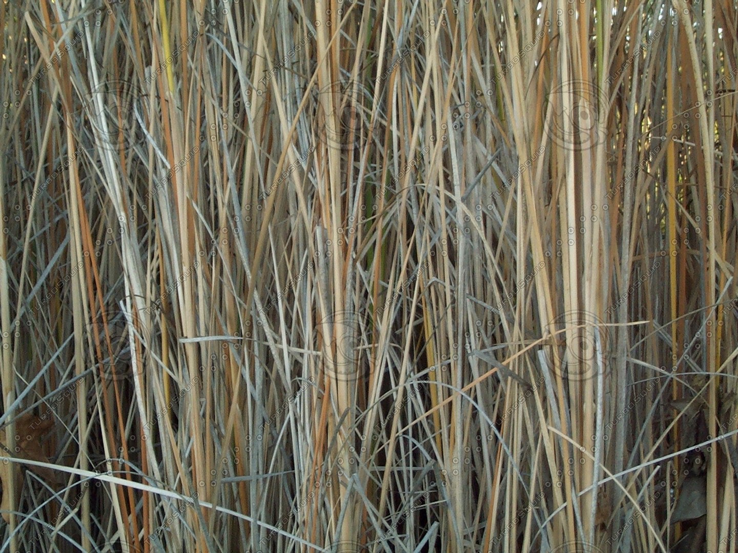 Long Grass2.jpg - TurboSquid 118624