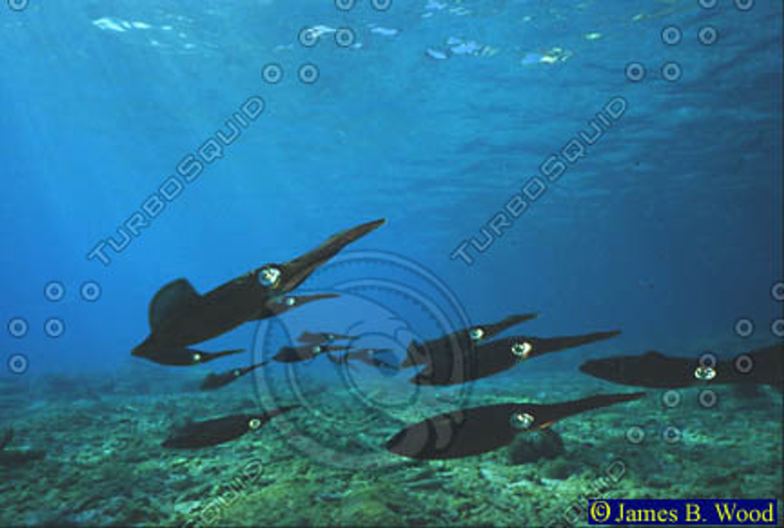 JBW-Bon2.JPG - TurboSquid 151443