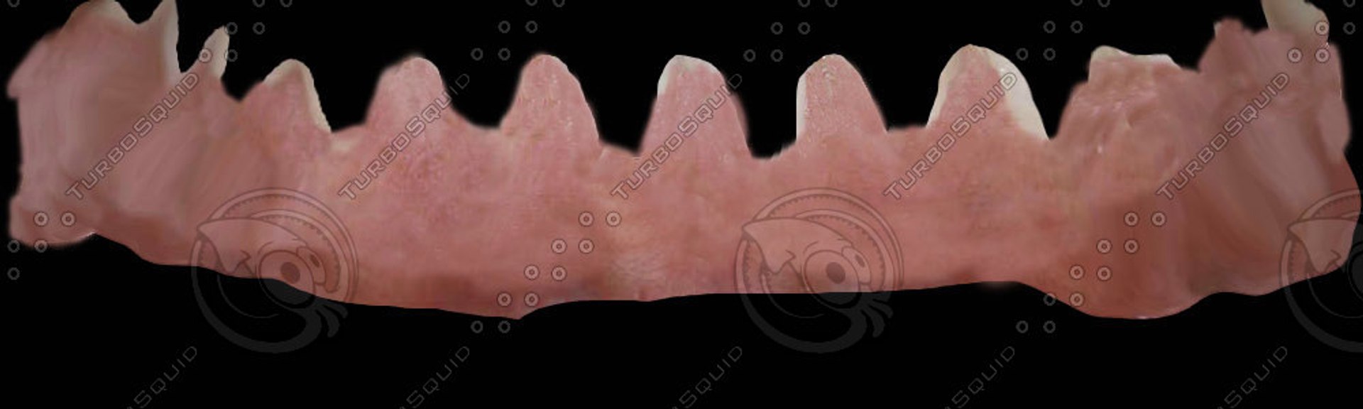 Lower Gums Color.jpg - TurboSquid 155514