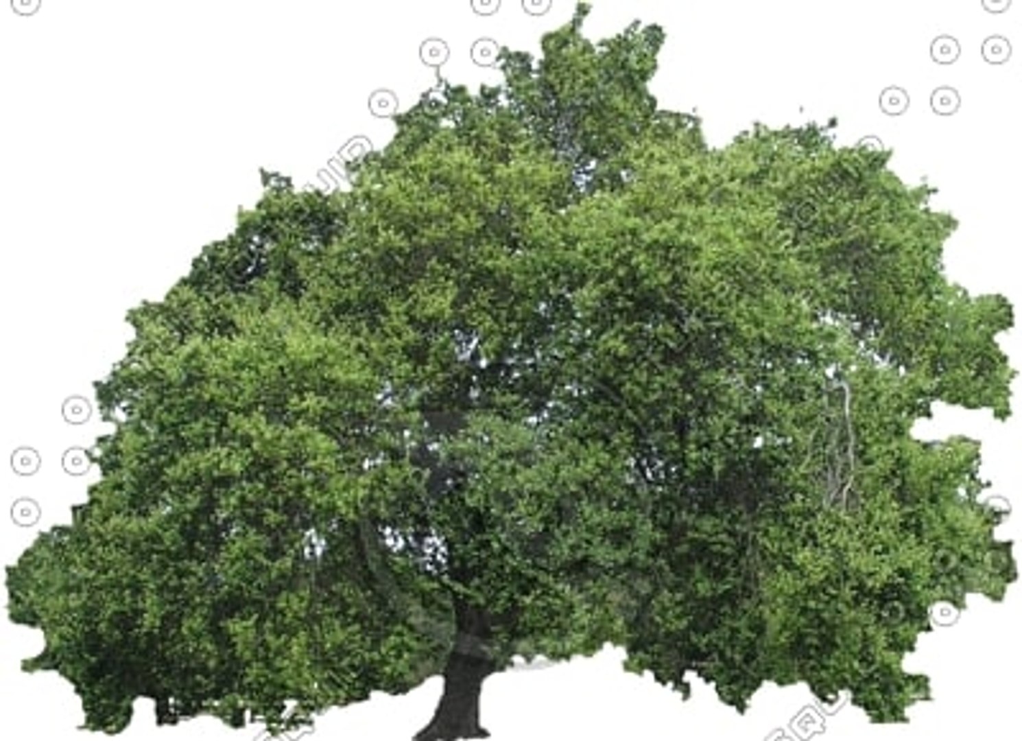 Oak001 - TurboSquid 204026