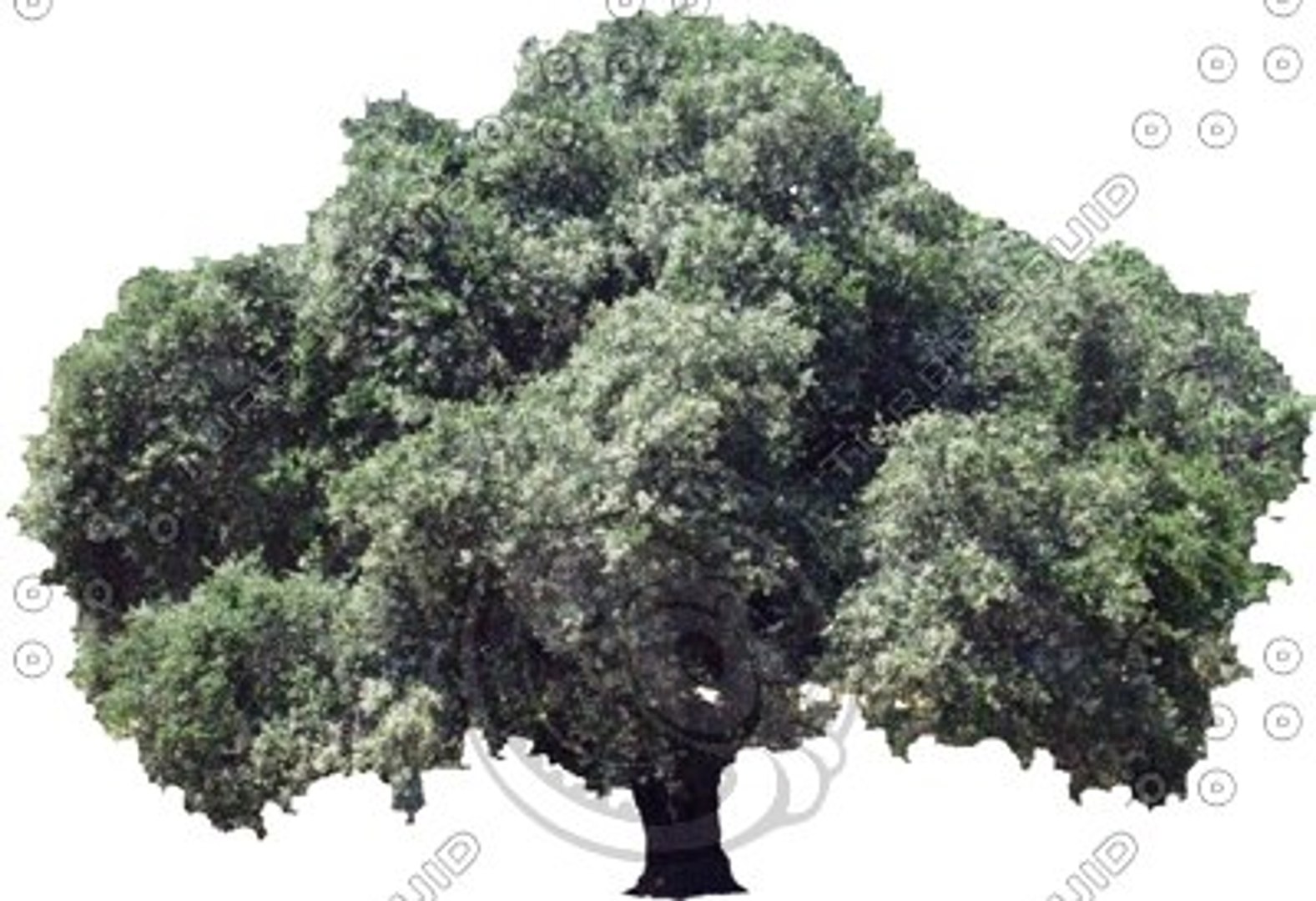 oak0004 - TurboSquid 204029