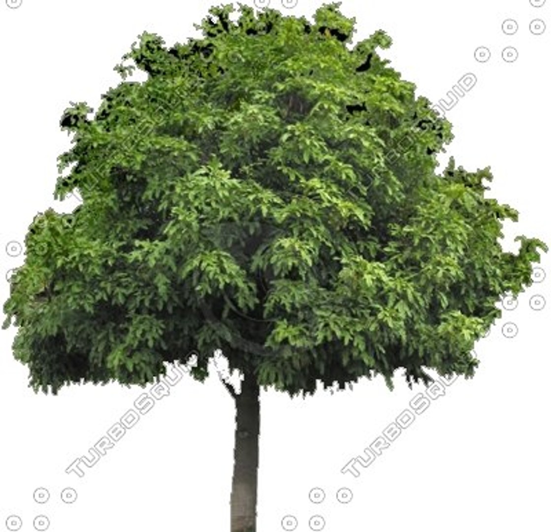 Tree0001 - TurboSquid 195353