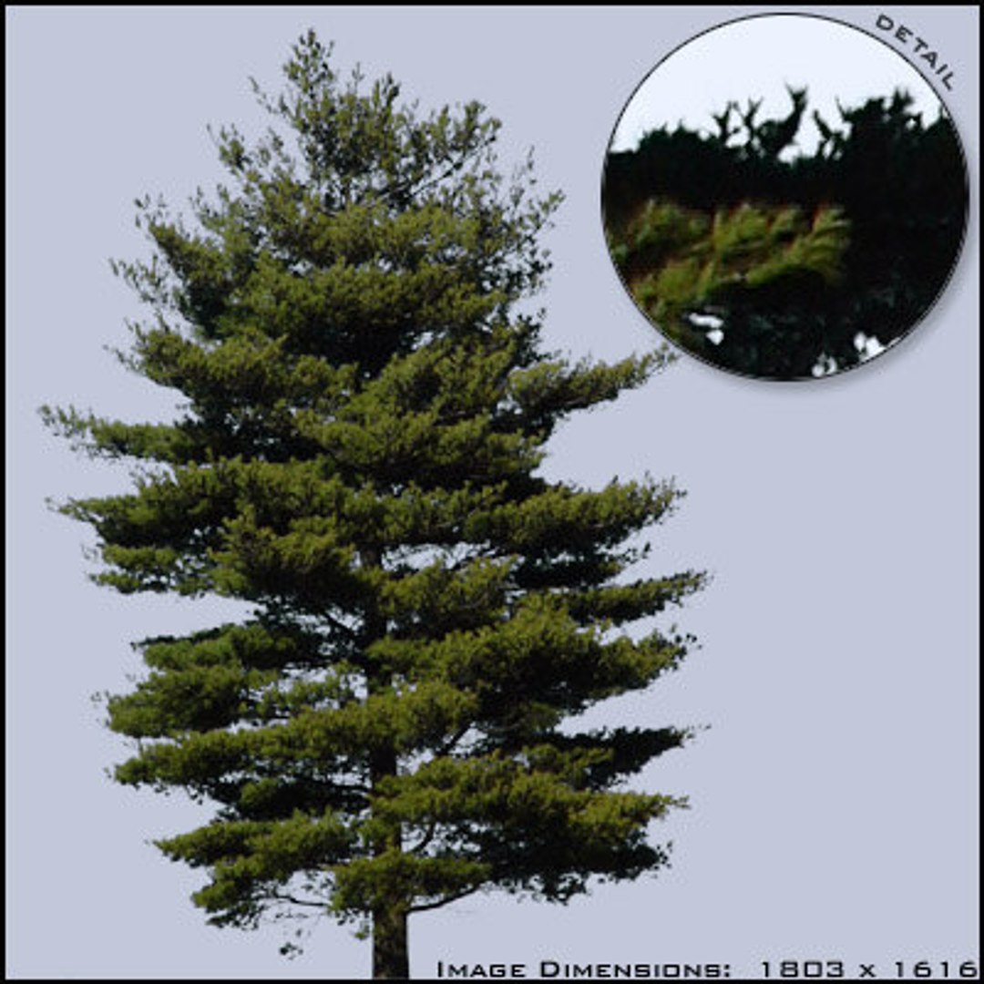 68_Tree_Textures-HiRes - TurboSquid 218503