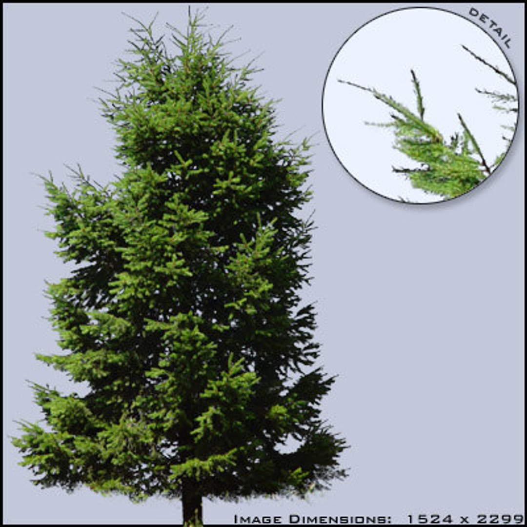 68_Tree_Textures-HiRes - TurboSquid 218503