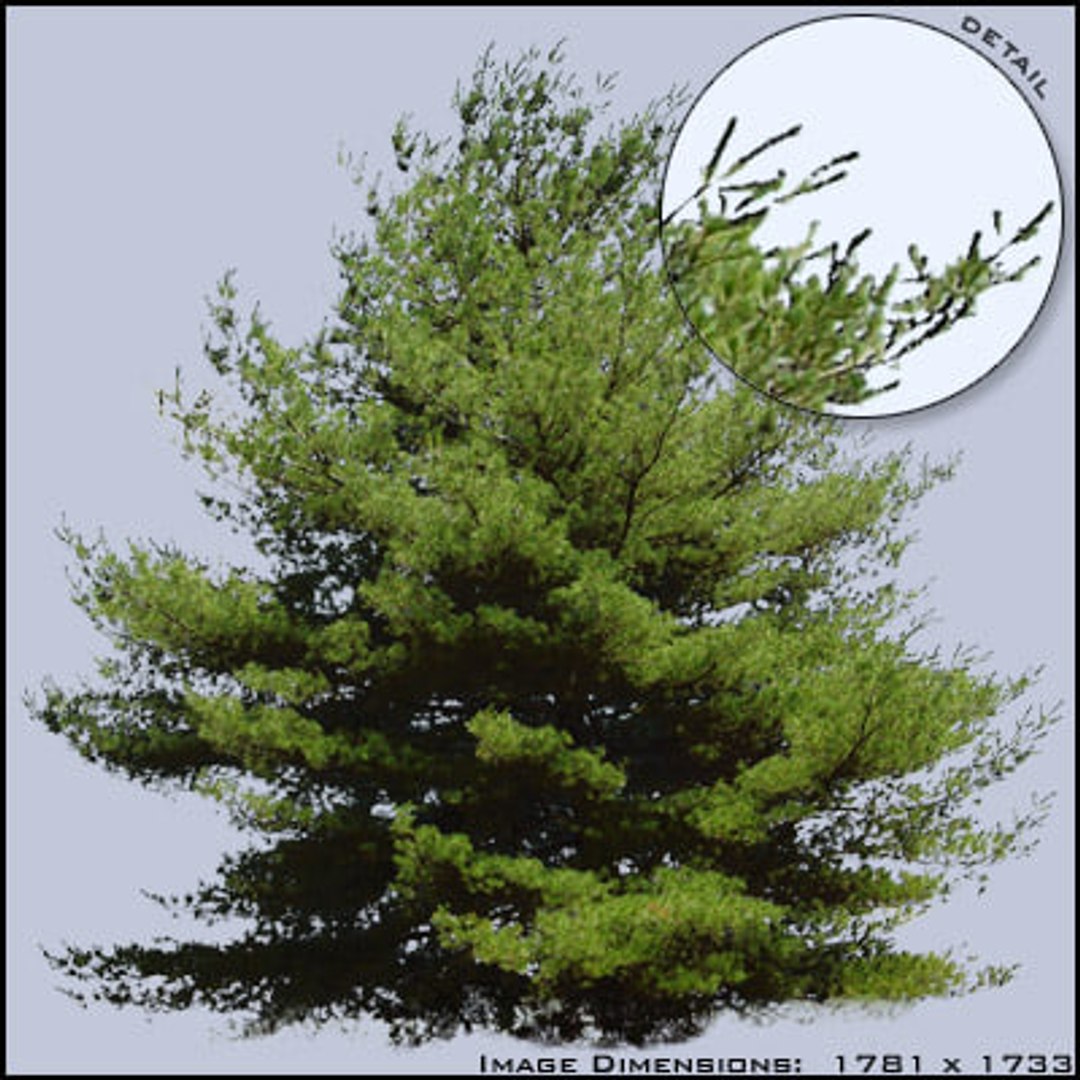 68_Tree_Textures-HiRes - TurboSquid 218503