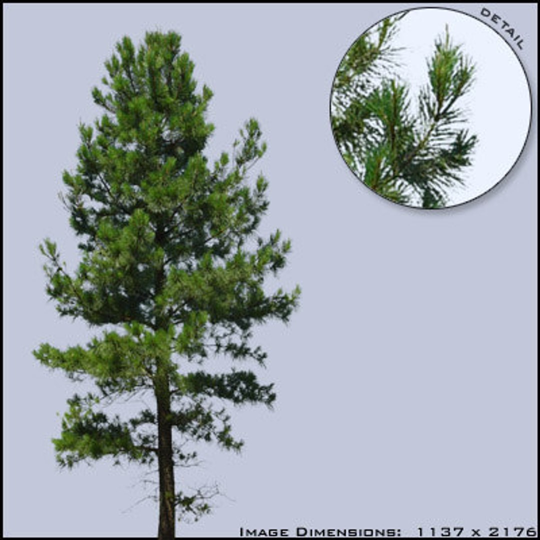 68_Tree_Textures-HiRes - TurboSquid 218503