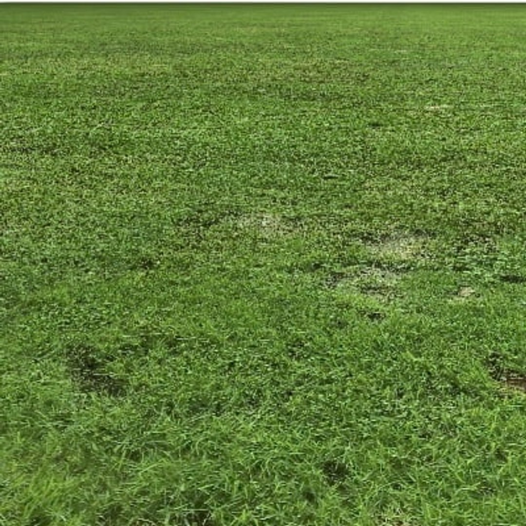 Ultimate Grass High Resolution.jpg - TurboSquid 240824