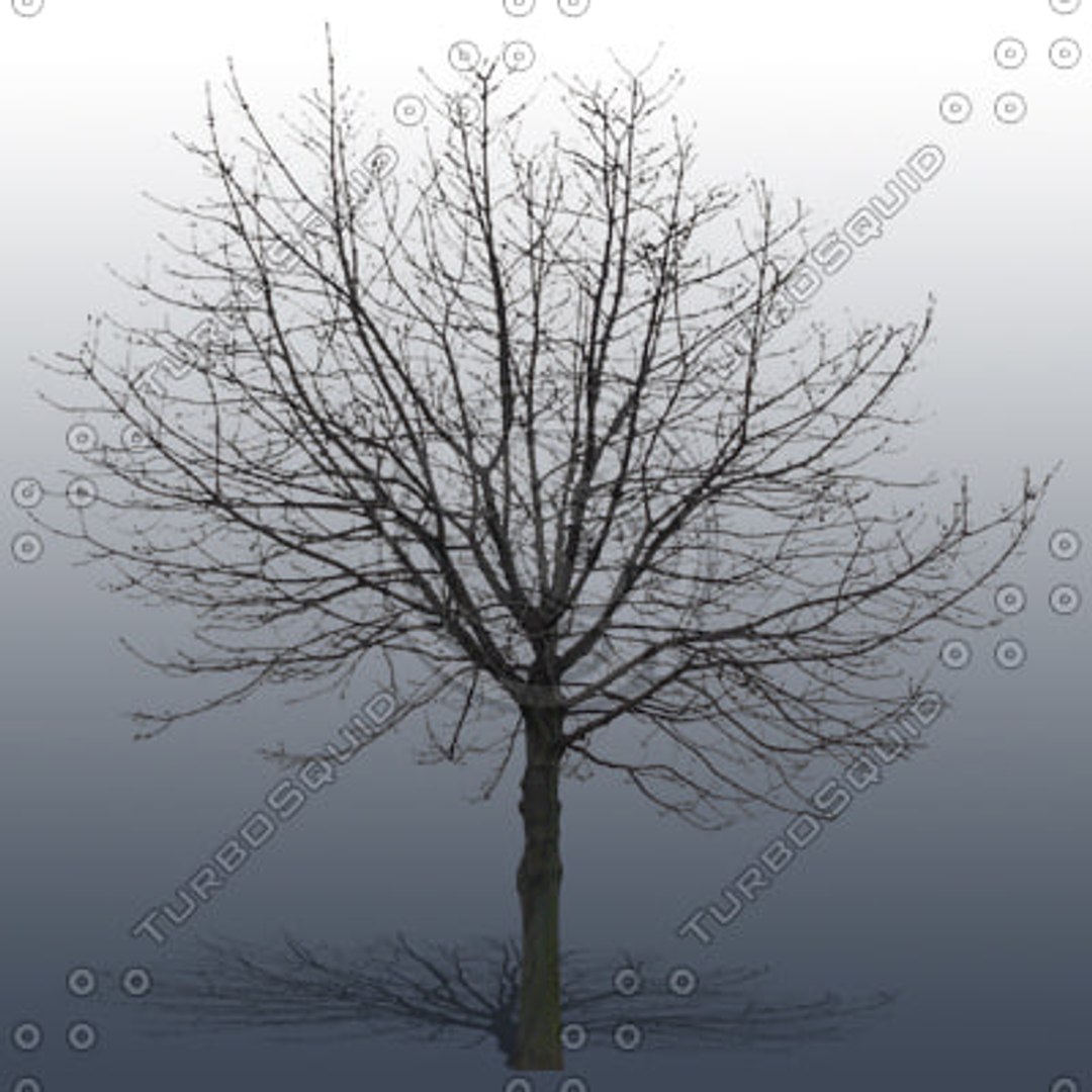 JTX_tree_collection1 - TurboSquid 240061