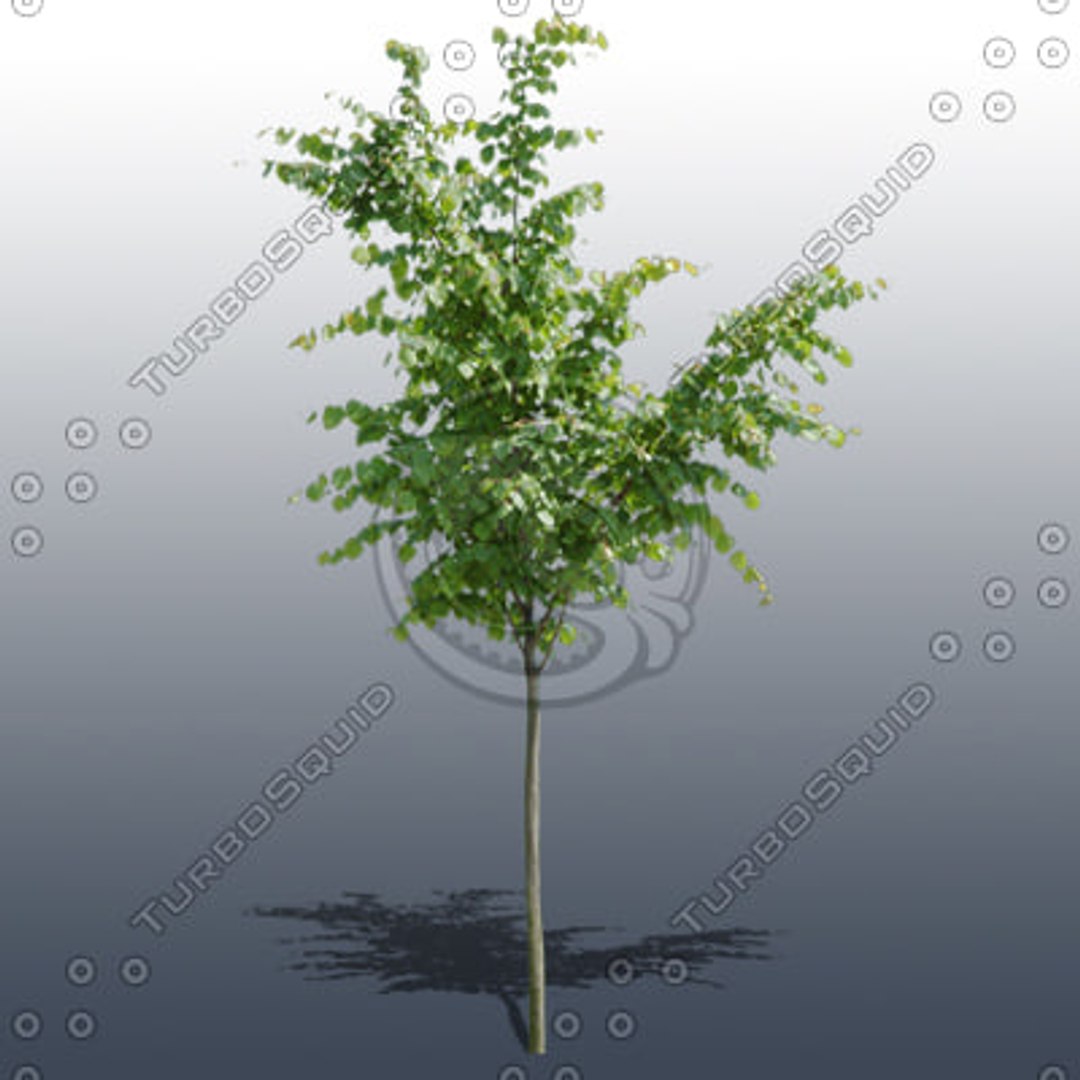 JTX_tree_collection1 - TurboSquid 240061