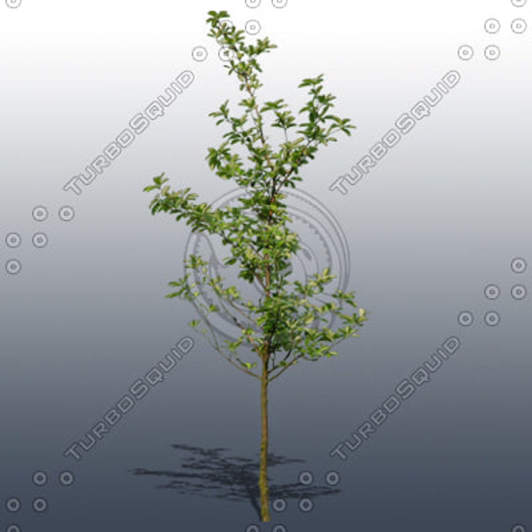 JTX_TREE008.psd - TurboSquid 235741