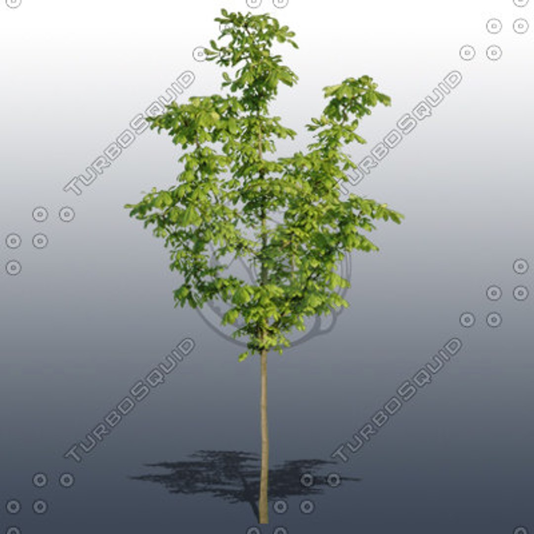 JTX_tree_collection1 - TurboSquid 240061