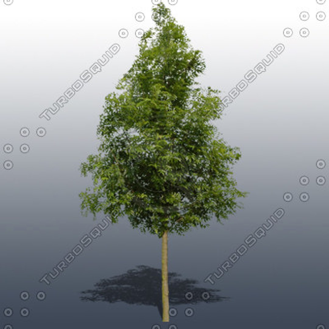 JTX_tree_collection1 - TurboSquid 240061