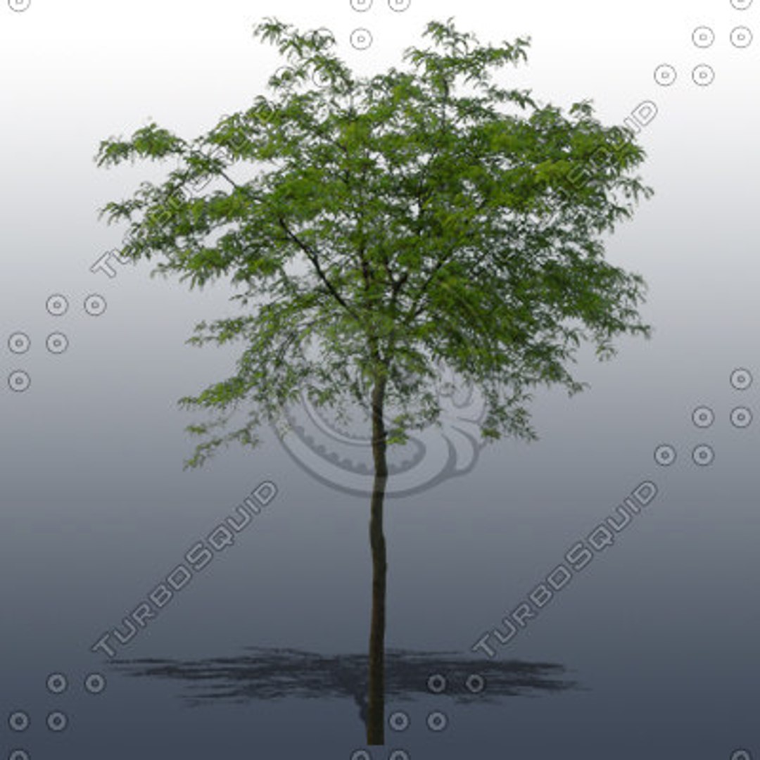 JTX_tree_collection1 - TurboSquid 240061